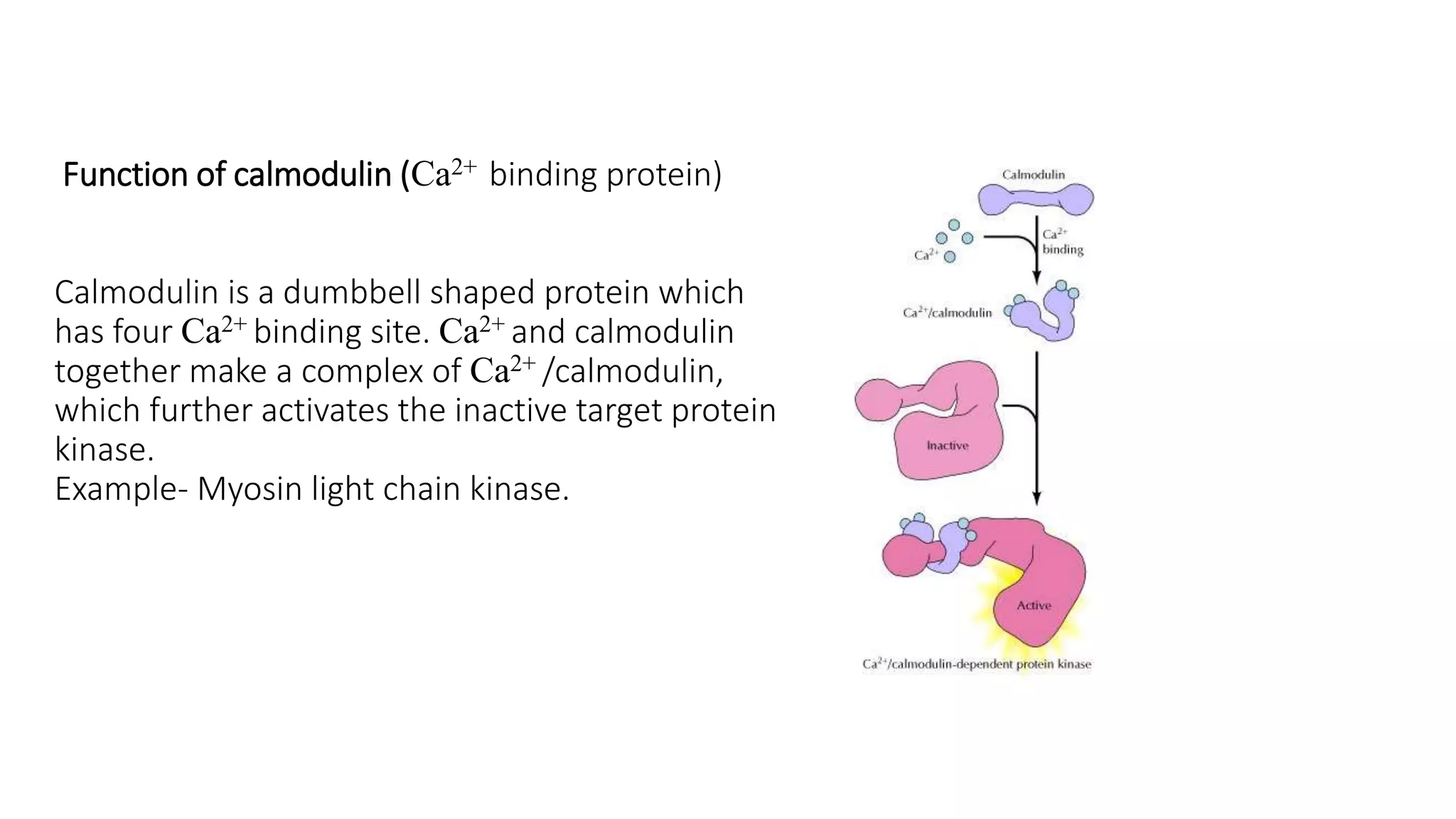 Pathways of intracellular signal transduction | PPTX