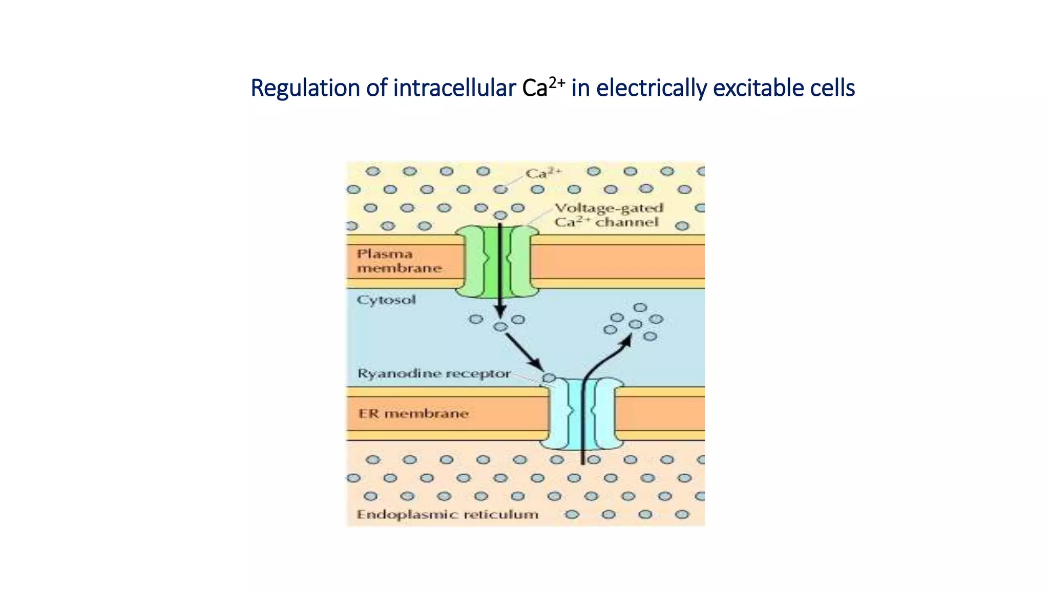 Pathways of intracellular signal transduction | PPTX