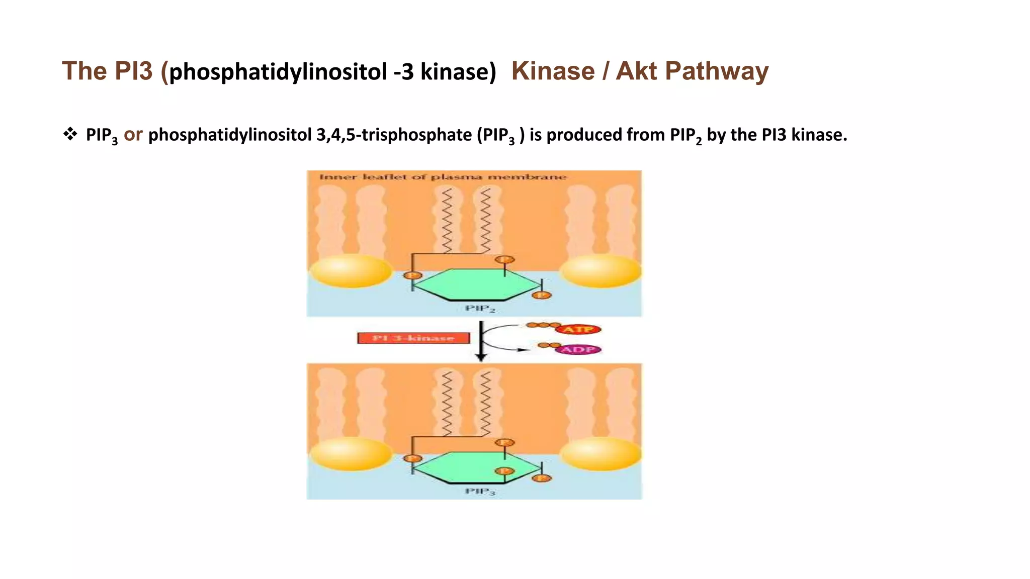 Pathways Of Intracellular Signal Transduction Pptx Endocrine And