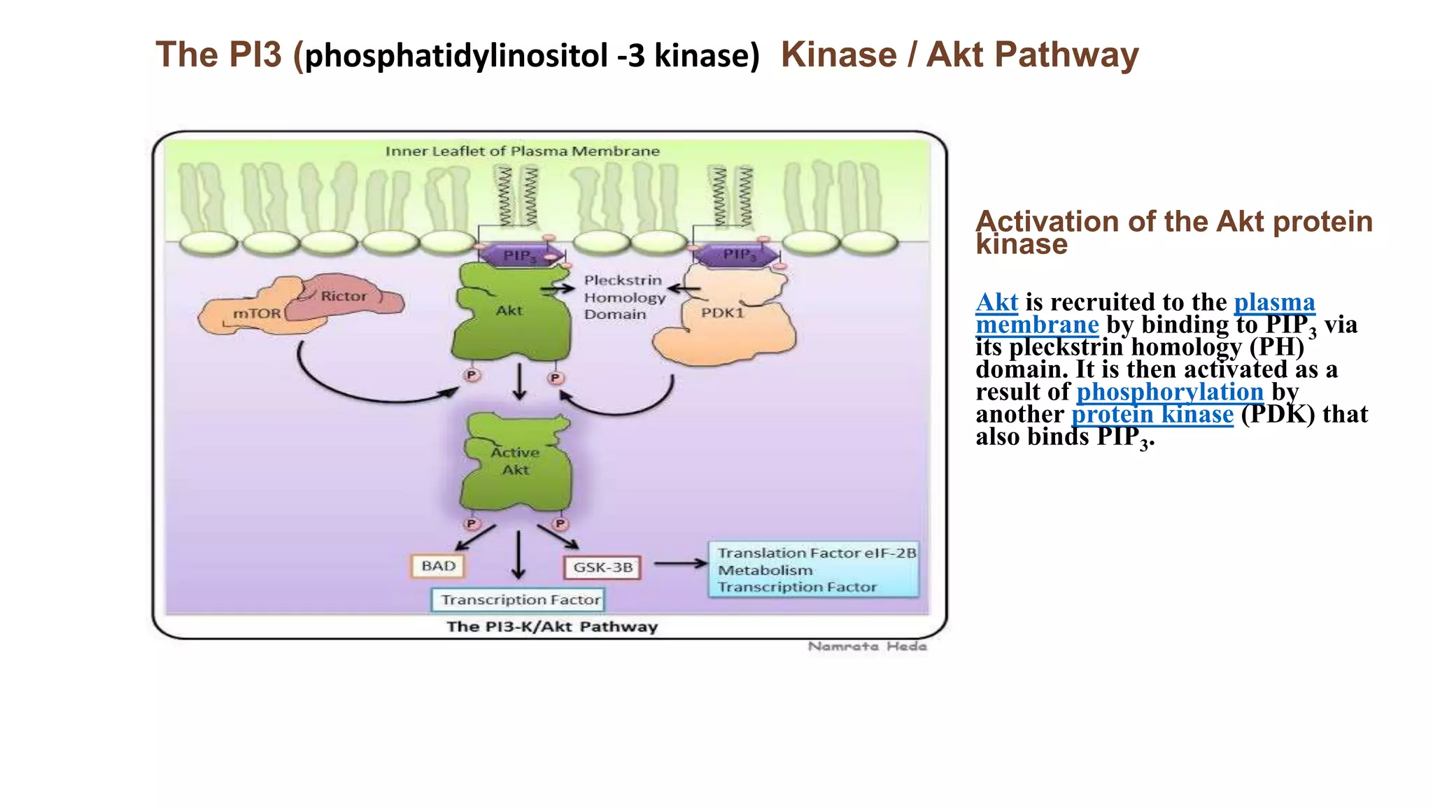Pathways Of Intracellular Signal Transduction Pptx Endocrine And