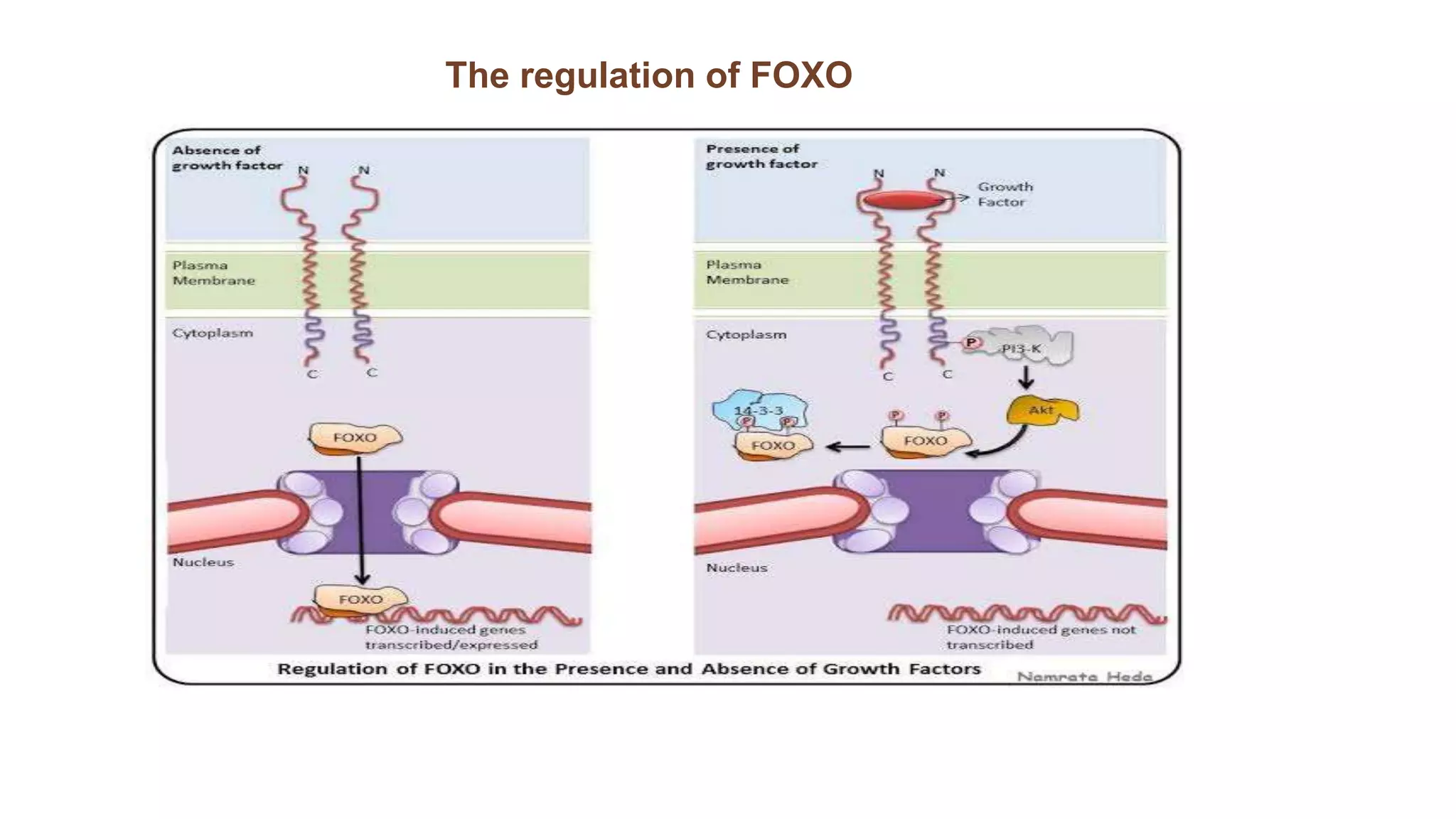Pathways Of Intracellular Signal Transduction Pptx Endocrine And