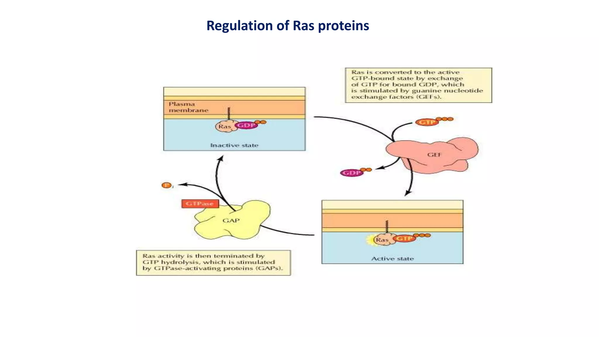 Pathways of intracellular signal transduction | PPTX
