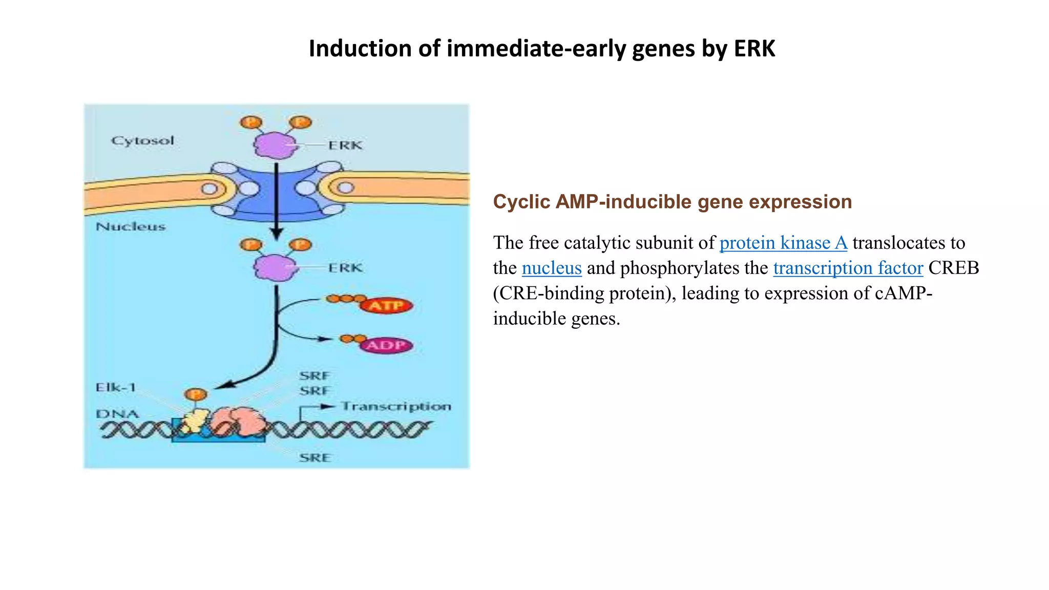 Pathways Of Intracellular Signal Transduction Pptx Endocrine And