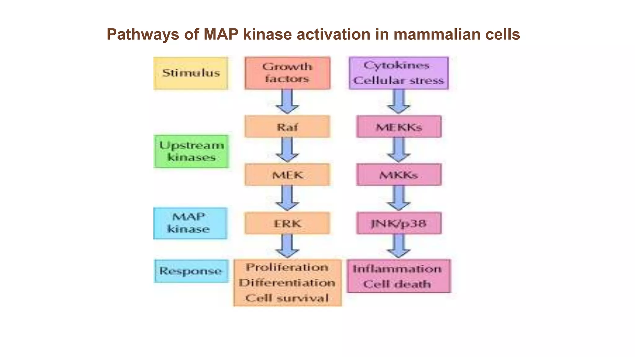 Pathways of intracellular signal transduction | PPTX