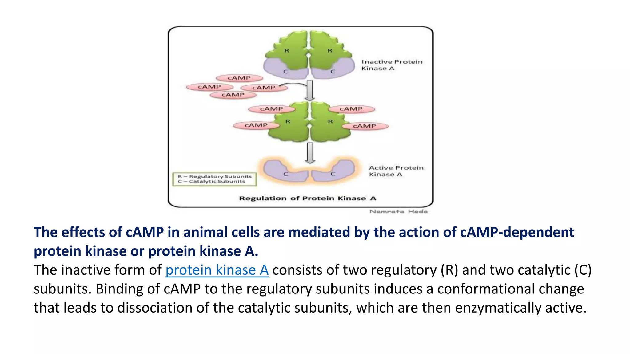 Pathways of intracellular signal transduction | PPTX