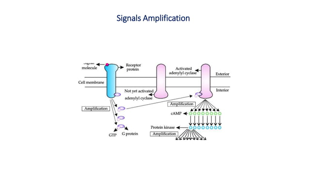 Pathways of intracellular signal transduction | PPTX | Endocrine and ...