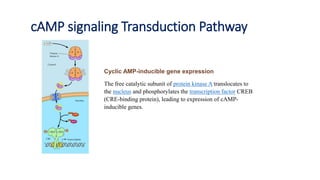 Pathways of intracellular signal transduction | PPTX