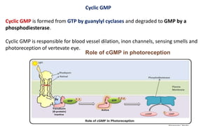 Pathways of intracellular signal transduction | PPTX | Endocrine and ...