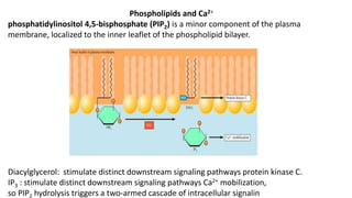 Pathways of intracellular signal transduction | PPTX