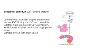 Pathways of intracellular signal transduction | PPTX