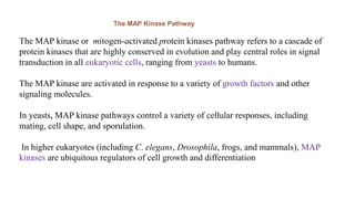 Pathways of intracellular signal transduction | PPTX