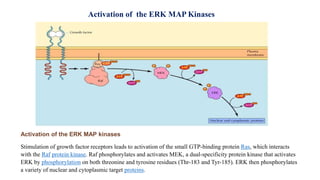 Pathways of intracellular signal transduction | PPTX
