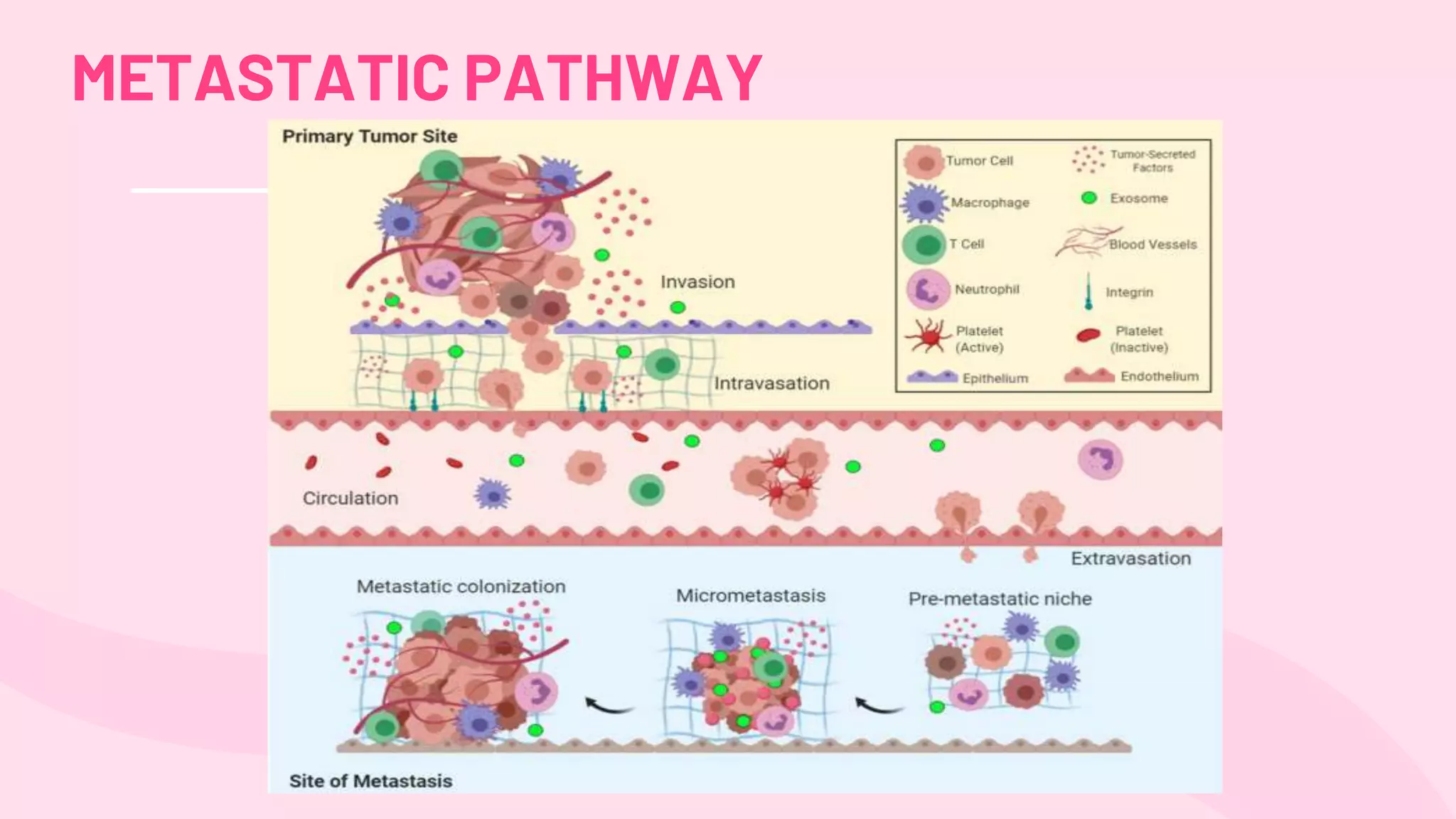 Pathways of metastasis of malignant tumors | PPTX