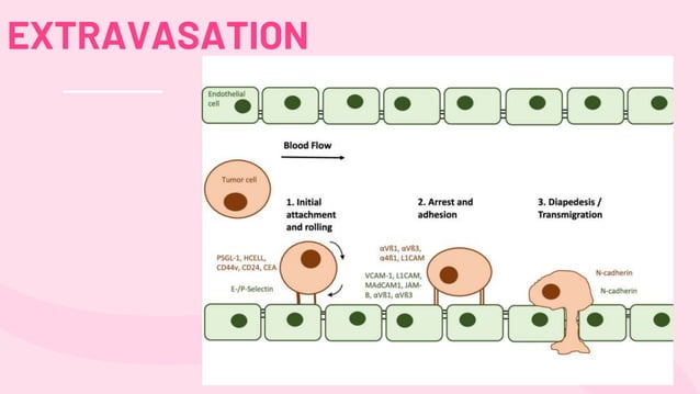 Pathways of metastasis of malignant tumors | PPTX