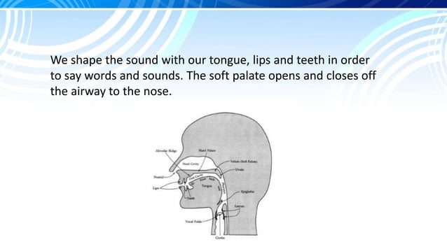 Pathways To Better Speech Speech Mechanism .pptx