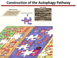 Pathway studiosymposium lorenzi | PPT