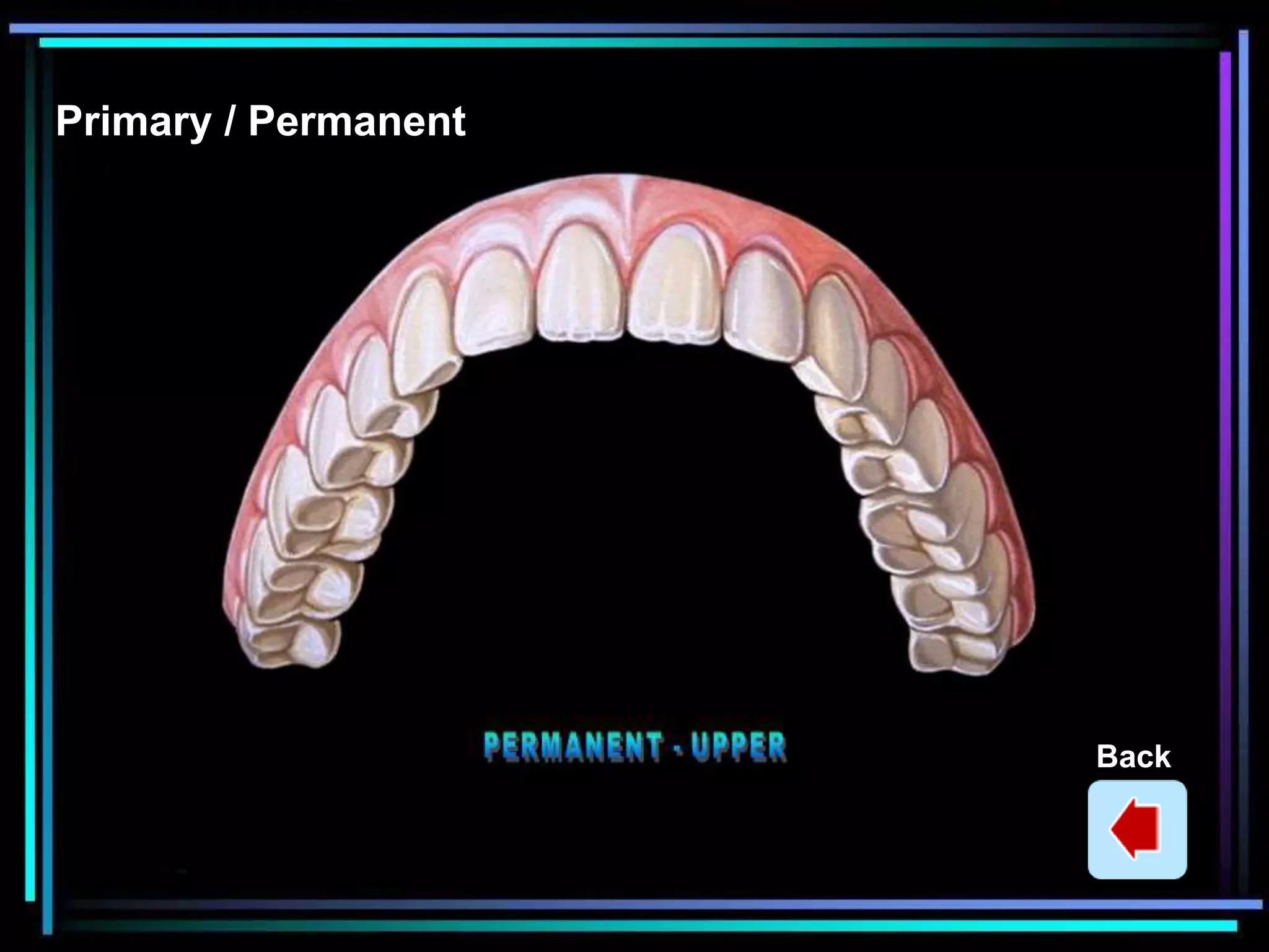 Dental Patient education Animations | PPSX