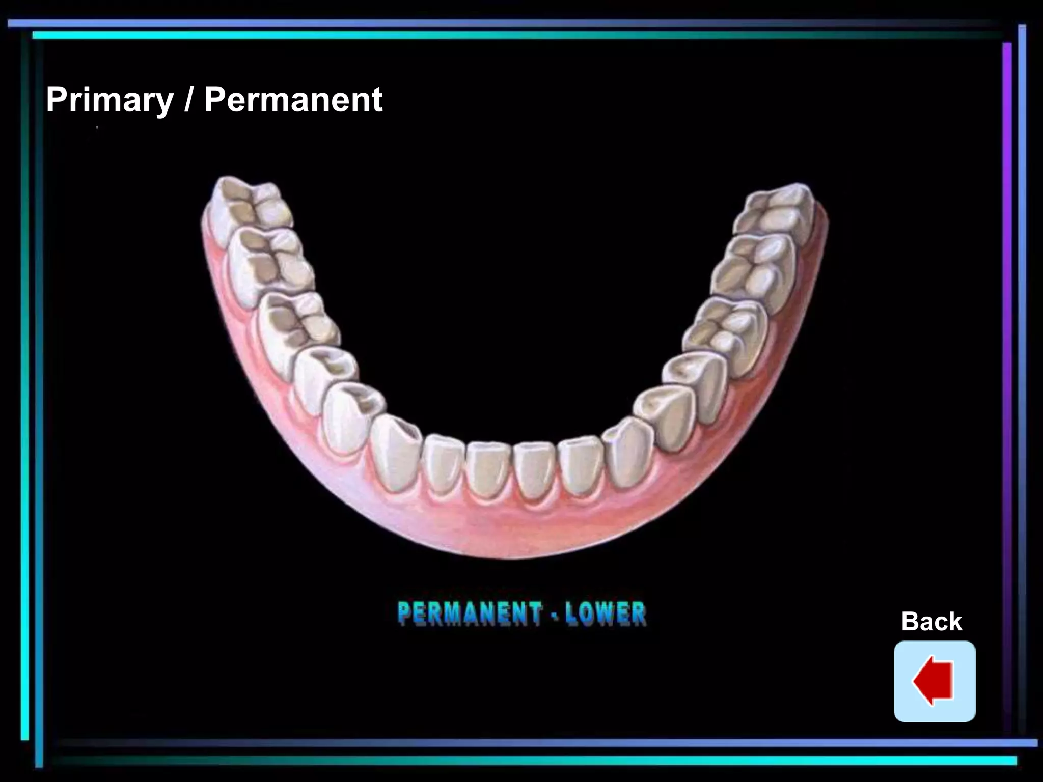 Dental Patient education Animations | PPSX