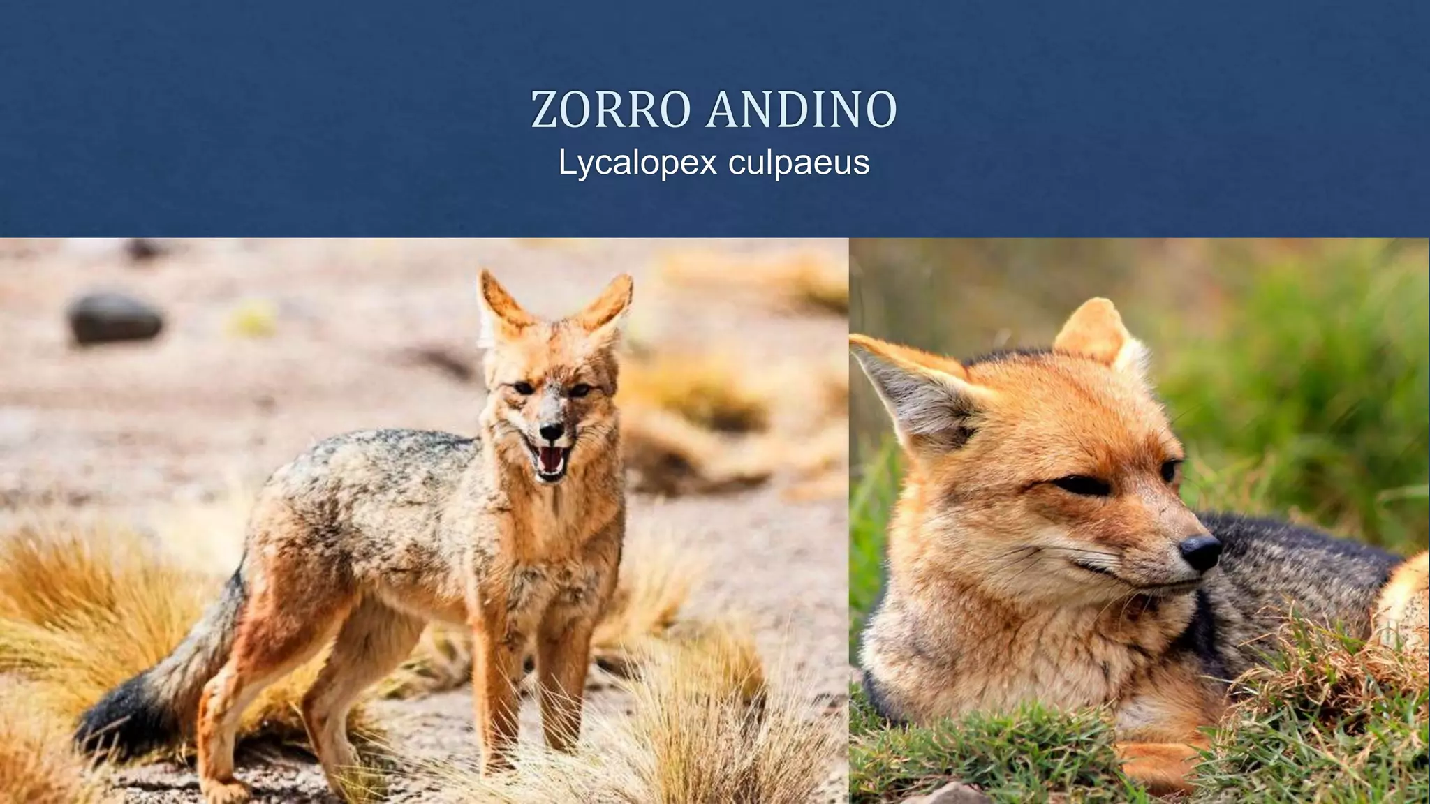 FAUNA DEL PERU | PPT