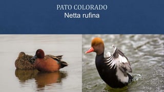 FAUNA DEL PERU | PPT