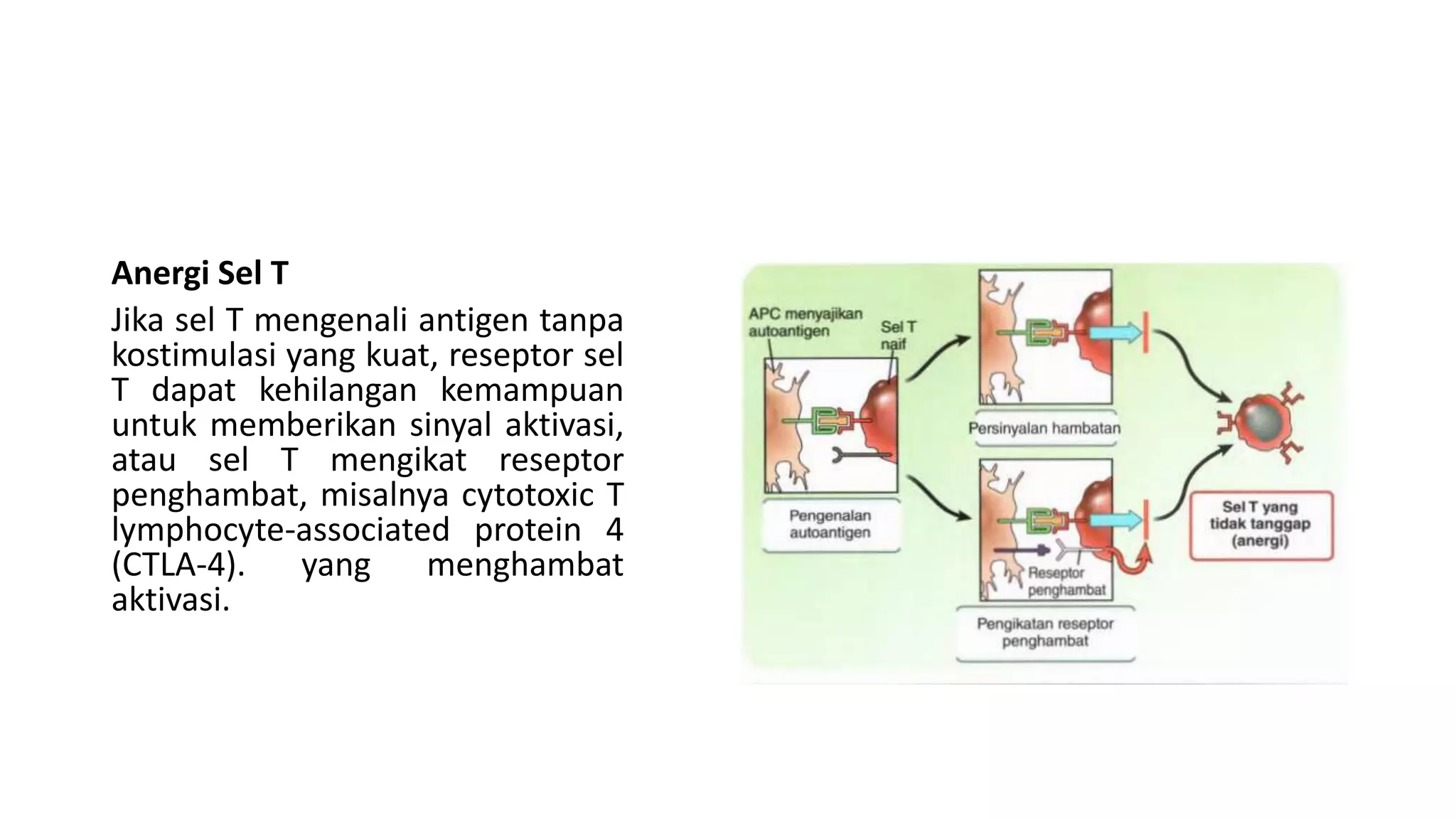 Toleransi Imunologik dan Autoimnitas | PPTX