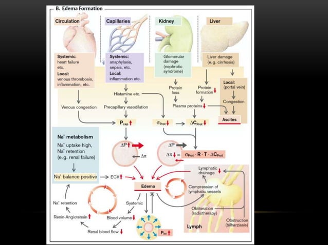 Patofisiologi edema | PPTX | Blood Disorders | Diseases and Conditions