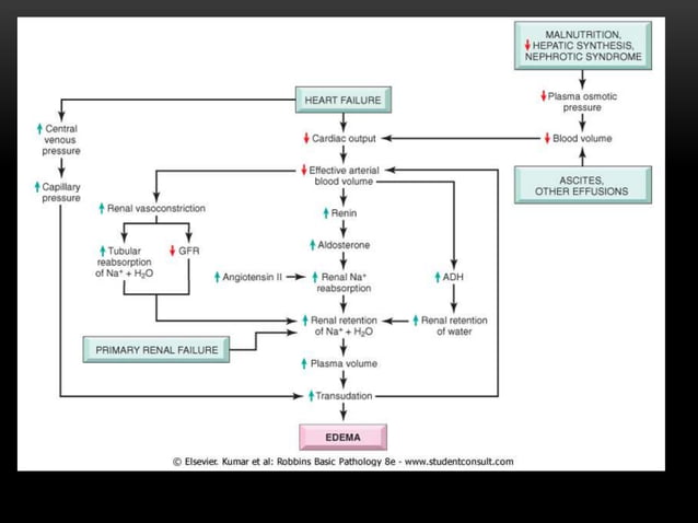 Patofisiologi edema | PPTX | Blood Disorders | Diseases and Conditions
