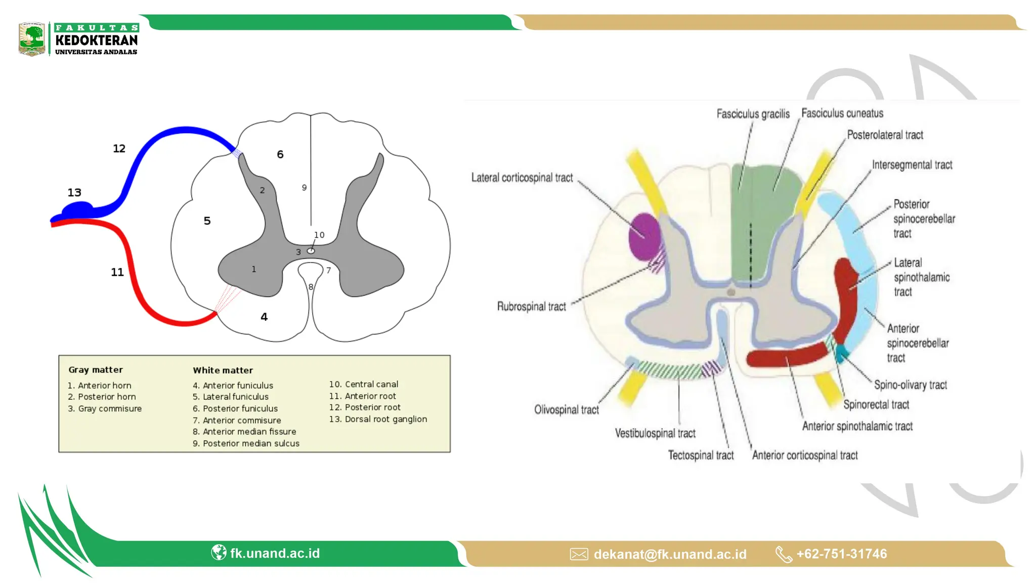 Patofisiologi HNP untuk bahan bacaan.ppt