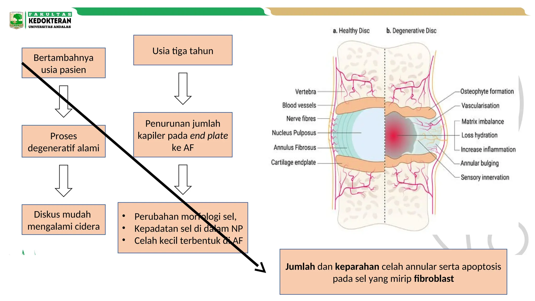 Patofisiologi HNP untuk bahan bacaan.ppt