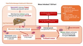 Patofisiologi Malaria (Malaria Pathophysiology).pptx