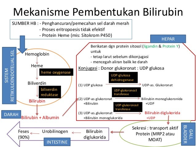 mekanisme pembentukan bilirubin