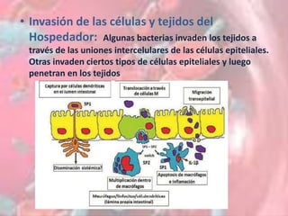 Patogenia de la infección bacteriana fatima | PPTX