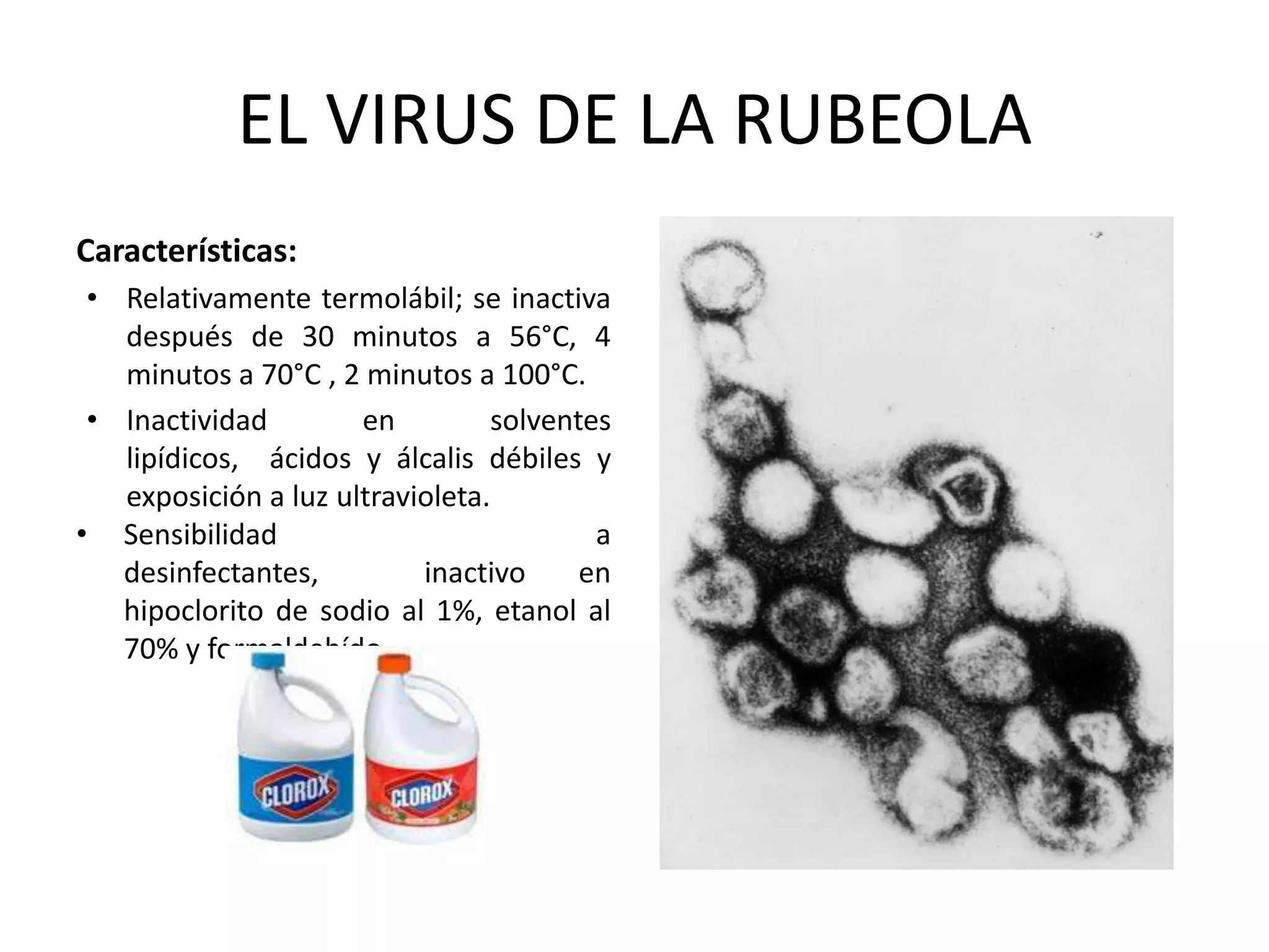 El virus de la rubeola | PPTX