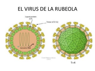 Estructura Del Virus De La Rubeola