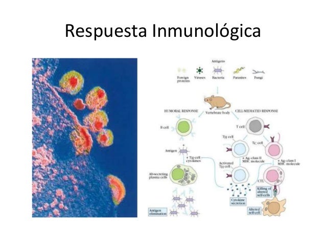 El virus de la rubeola