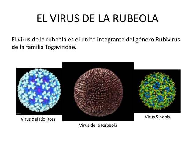 El virus de la rubeola