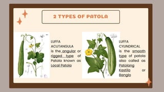 PATOLA.pptx