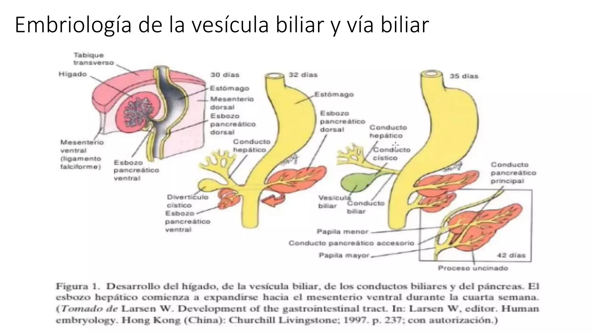Patología biliar.pptx
