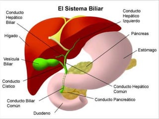 Patología biliar benigna | PPTX