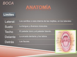 Patología de boca y glándulas salivales Mayra Quiroz Florián | PPTX