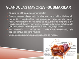Patología de boca y glándulas salivales Mayra Quiroz Florián | PPTX
