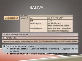 Patología de boca y glándulas salivales Mayra Quiroz Florián | PPTX