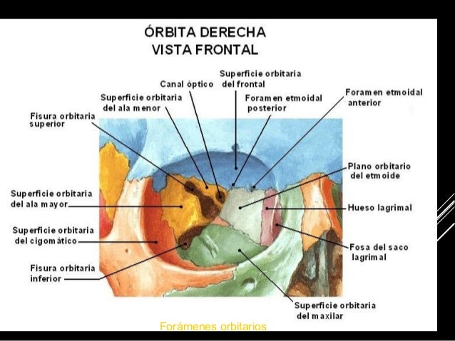 Patología de la orbita y el globo ocular diagnóstico imagenológico