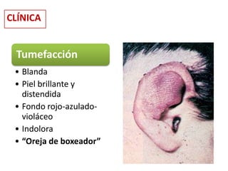 Patologías del oído externo | PPTX