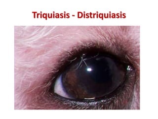 Patología de ojo y oido | PPTX