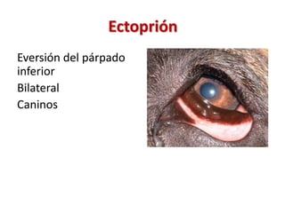 Patología de ojo y oido | PPTX