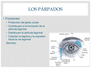 Patología de párpado y órbita | PPTX