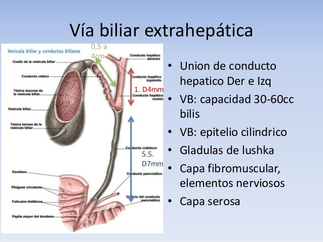 Patología de vía biliar