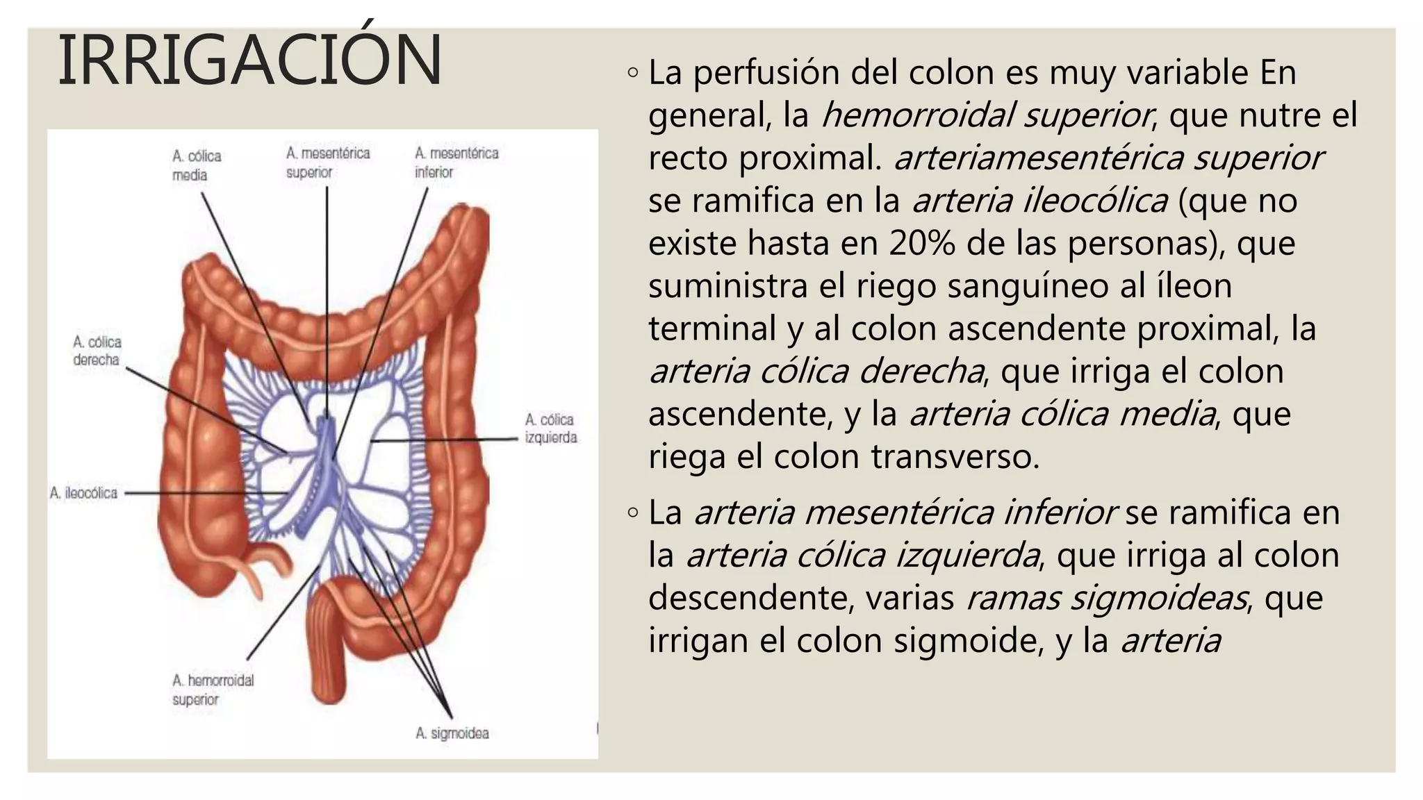 PATOLOGÍAS COLO RECTALES- fistula, absceso anal, cáncer de colo y recto ...