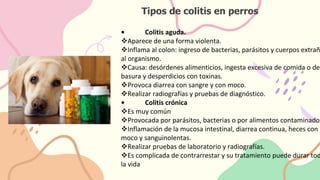 PATOLOGÍAS DEL SISTEMA DIGESTIVO EN CANINOS.pptx